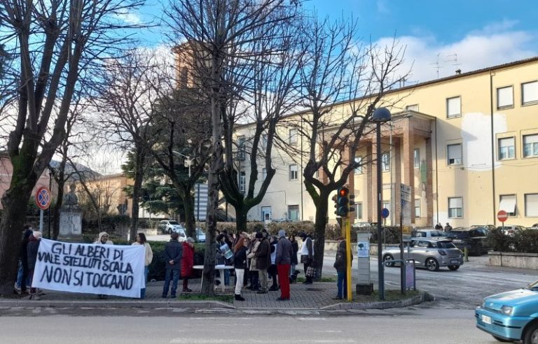 Fabriano - Un Comitato contro l'abbattimento degli tigli lungo il viale ...